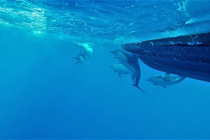 Benagil Caves Visit with Dolphins Watching from Albufeira - Final Thoughts