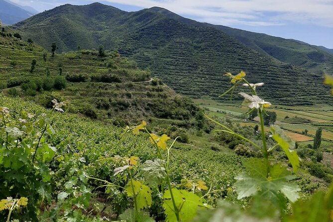 Berat 4x4 Off-Road and Vineyard Wine Tasting - Authenticity and Value