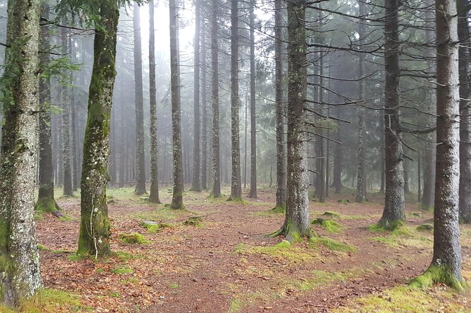 Black Forest Tour by car: Baden-Baden to Freiburg or vice versa - Mummelsee: Lakeside Leisure and Optional Boat Rides