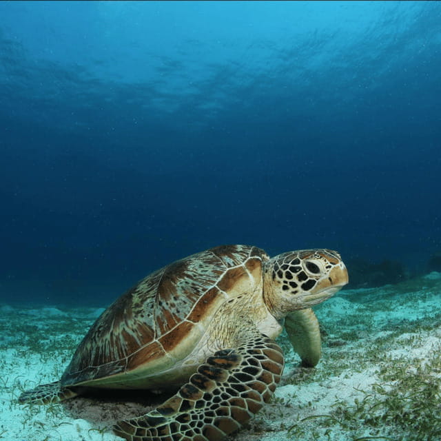 Bohol: Pamilacan Island Fun Dive Experience! - What’s Included and What to Expect