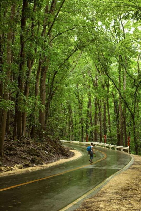 Bohol: Premium Chocolate Hills, Tarsiers & River Experience - What Makes It Stand Out?