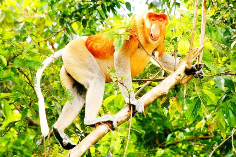 Bongawan Wetland: Proboscis Monkey and Fireflies Shared Tour - The Firefly Experience: A Nighttime Marvel
