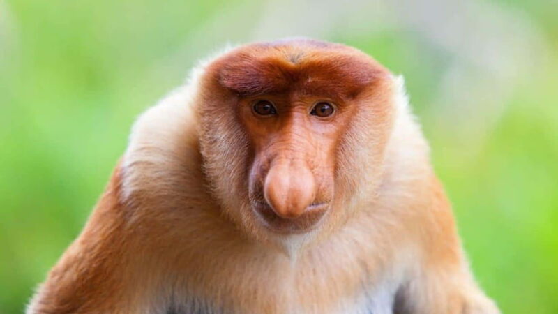 Borneo : Orangutan, Proboscis Monkey, and Sun Bear Tour - Whats Included & Whats Not