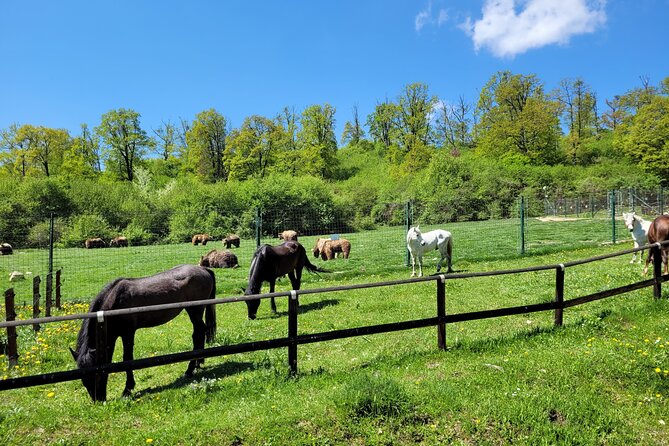 Bran Castle & Bear Sanctuary from Brasov - Optional Peles Castle - Authentic Experiences and Unseen Perspectives