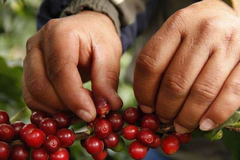 Buon Ma Thuot: Authentic Coffee Farm Experience with Lunch - The Practicalities: What You Need to Know