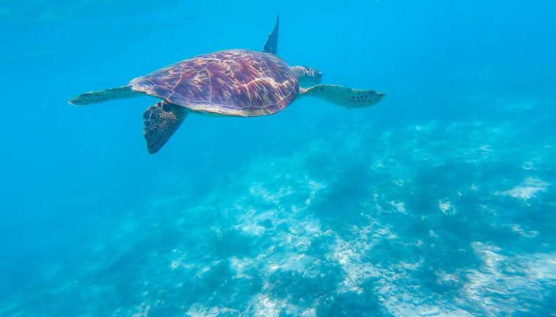 Cebu: Moalboal Sardines & Turtle Snorkeling and Canyoneering - Itinerary Breakdown: What You Can Expect