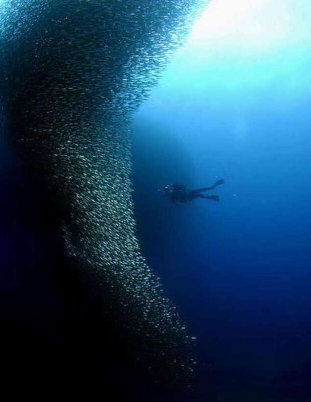 Cebu: Moalboal Scuba Diving, Sardines Run & Pescador Snorkel - Highlights and Authentic Experiences