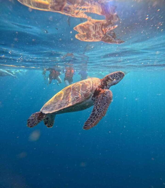 Cebu: Oslob Whale Sharks, Moalboal Sardine Run & Turtles - What to Expect in Terms of Experience Quality