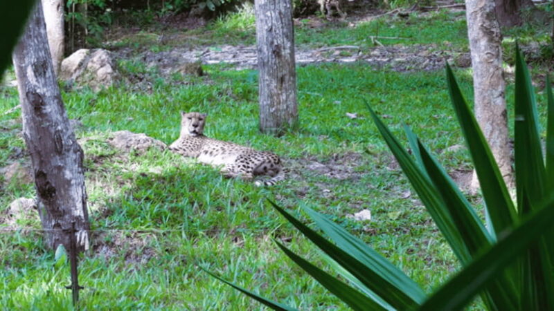 Cebu Safari: Experience Wildlife Up Close - FAQ