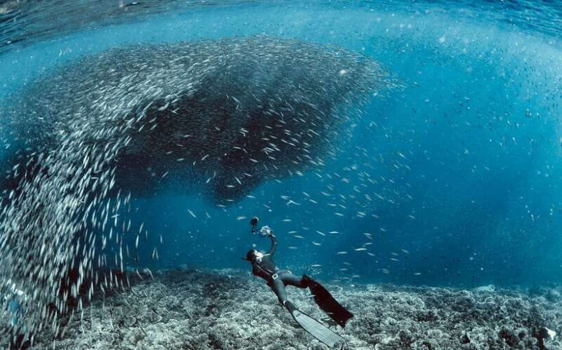 Cebu: Scuba Diving with Sardines and Pescador Island Snorkel - Who Is This Tour Best For?