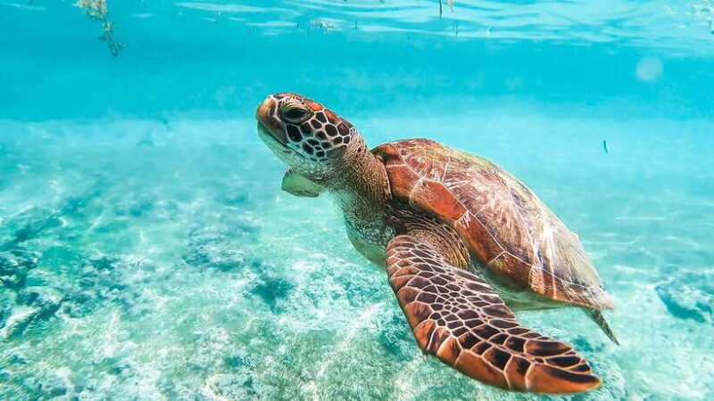 Cebu: Whale Shark, Monkey Sanctuary, & Moalboal Turtles Tour - What’s Included and What to Expect