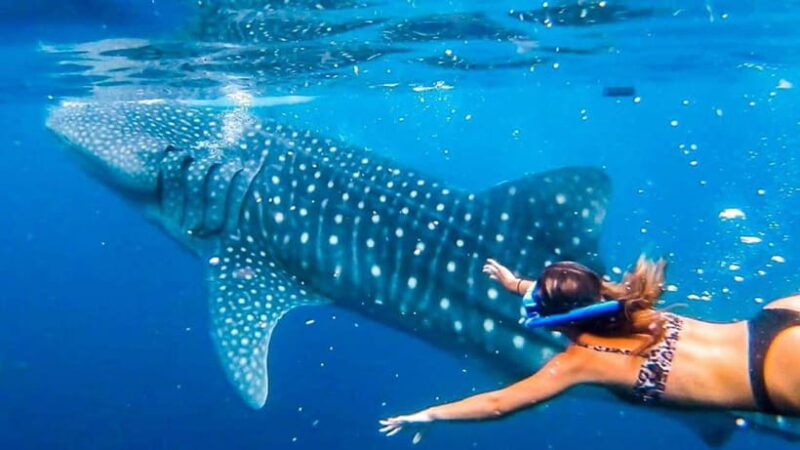 Cebu: Whaleshark Encounter, Tumalog Falls, & Monkey Viewing - The Experience: What You’ll Love