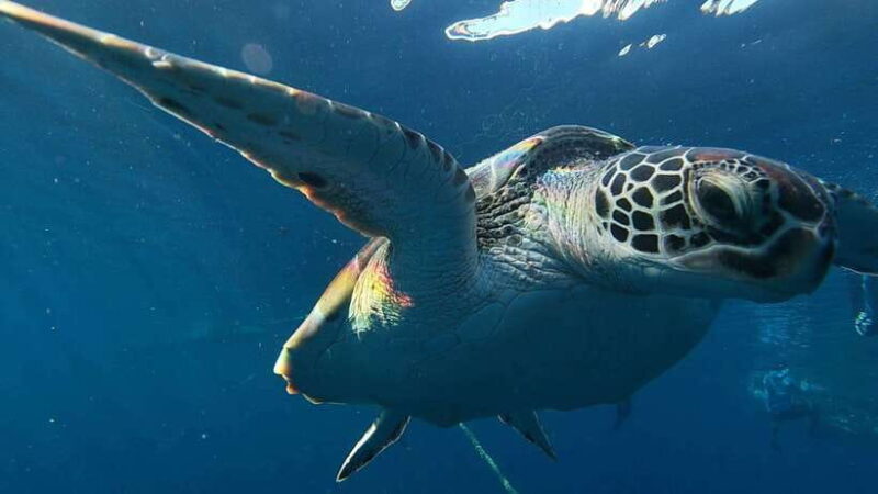 Cebu: Whaleshark Swimming & Moalboal Snorkelling Day Trip - What’s Included and What’s Not