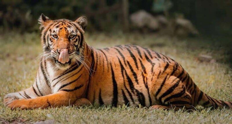 Cebu:Cebu Safari Adventure Park Day Trip - An Honest Look at the Experience