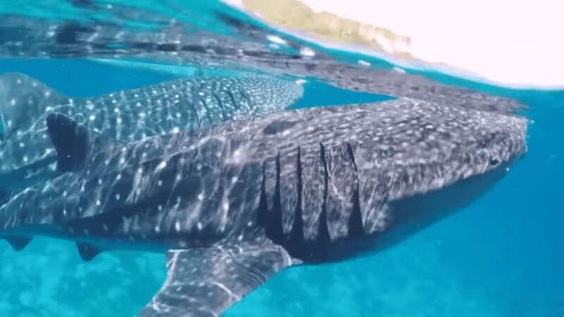 Cebu:Oslob Whales,Sumilon Island & Inambakan Falls Adventure - Final Thoughts