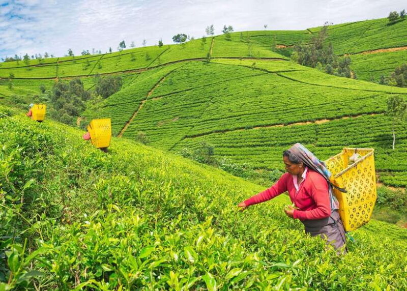 Colombo: 12 Days in off the beaten path All-inclusive Tour - Who Will Love This Tour?