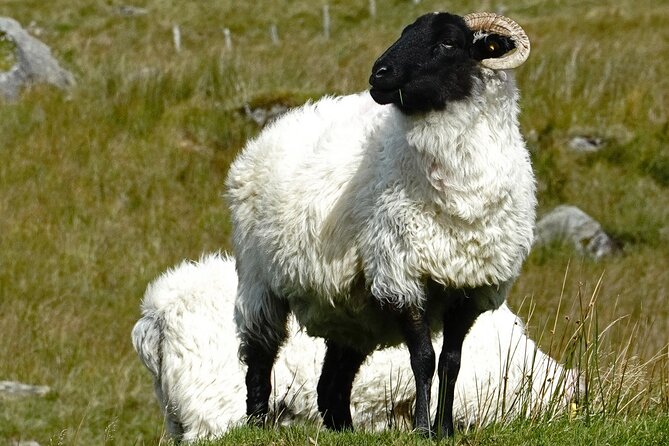 Connemara Day Trip Including Leenane Village and Kylemore Abbey from Galway - Who Will Love This Tour?