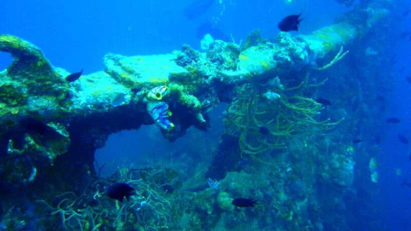 Coron Private Tour D: Reef and Wrecks - Who Should Consider This Tour?