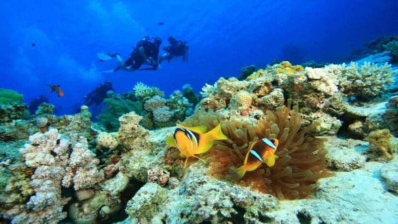 Da Nang/Hoi An:Explore Cham Island and Snorkeling tour 1 Day - Practical Tips for Travelers