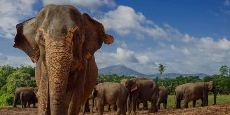 Day Tour to Elephant Orphanage / spice garden - What Sets This Tour Apart?