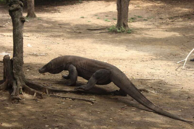 Day Trip Explore Komodo National Park by Private Speed Boat - Practical Tips for Travelers