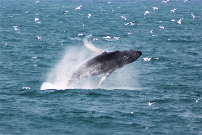 Deluxe Whale Watching and Whales of Iceland Exhibition Combo from Reykjavik - The Sum Up