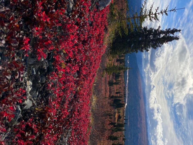 Denali: 5-Hour Guided Wilderness Hiking Tour - The Value of the Experience