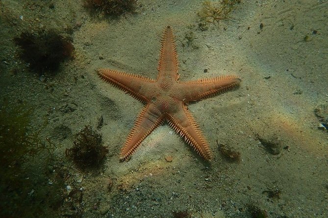 Dive in Marine Reserve, Arrábida, Setúbal, Sesimbra, near Lisbon - What to Expect During the Tour