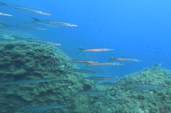 Diving baptism with cylinders (Introdive) at the Capo Carbonara Marine Protected Area - Price and Value: Is It Worth It?
