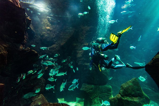 Diving in the Madeira Aquarium - Practical Details and Considerations