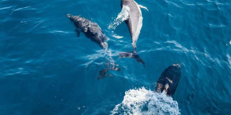 Dolphin Watching in Trincomalee - Value and Considerations