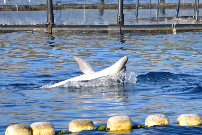 Dolphin Watching Tour - from Golfo Aranci - The Overall Experience: Pros and Cons