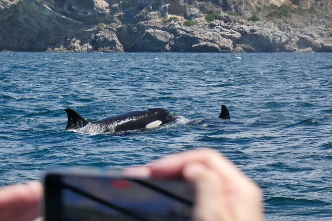 Dolphin Watching with Biologist in Arrábida Natural Park - FAQs