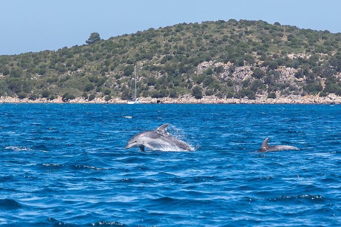 Dolphins Rib boat (up 6 people) Private - Authentic Experiences and Real Reviews