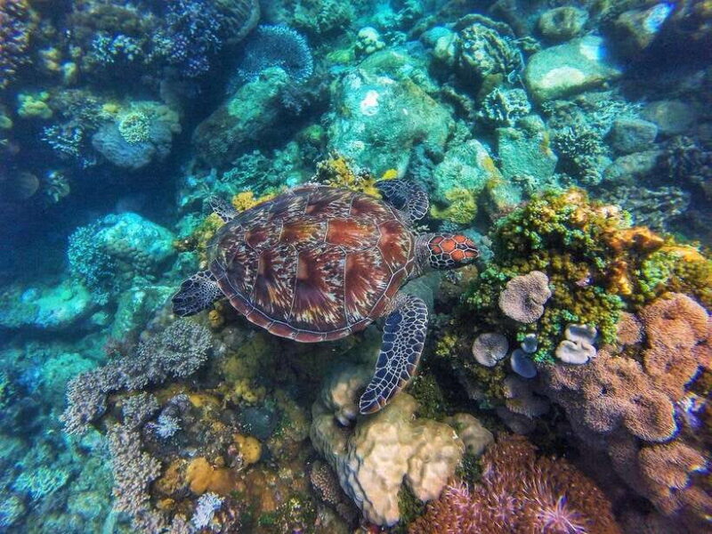 Dumaguete Apo Island with Turtle Snorkeling - Authentic Experiences and Honest Feedback