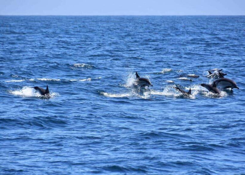 Dumaguete Manjuyod sand bar & Dolphin Watching - What to Expect: Practical Details