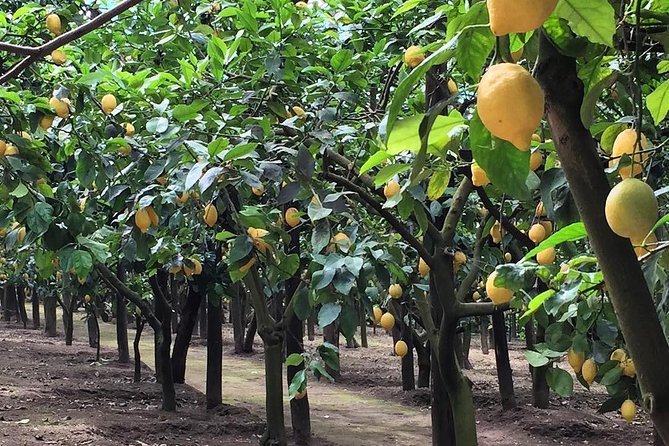 E-Bike Food and Wine Tour in the Sorrento Peninsula - The Scenic and Cultural Highlights