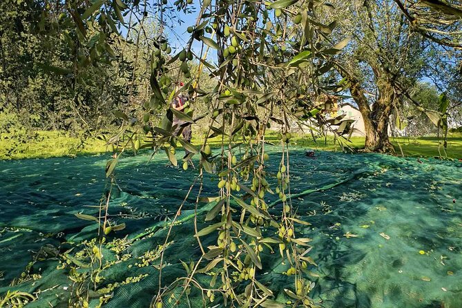 E.V.O. oil of Lake Como tasting+ food pairings - Final Thoughts