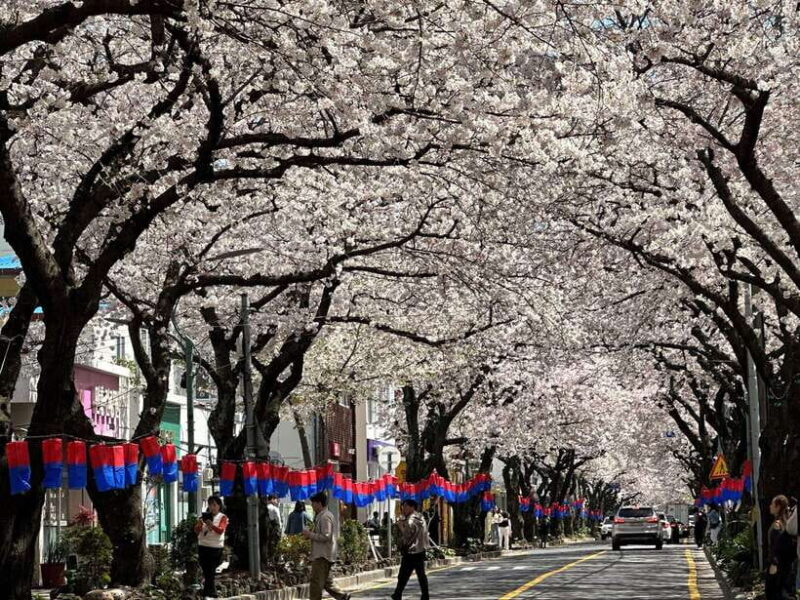 East Jeju Cherry Blossom & Woman Diver Show Small Group Tour - Who Should Consider This Tour?