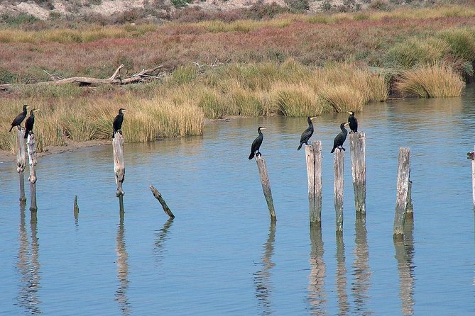 El Rocio, Donana Natural Park and Matalascanas Beach Day Trip from Seville - FAQ