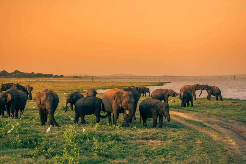 Elephant Jeep Safari at Minneriya National Park - Final Thoughts: Who Is This Tour Best For?