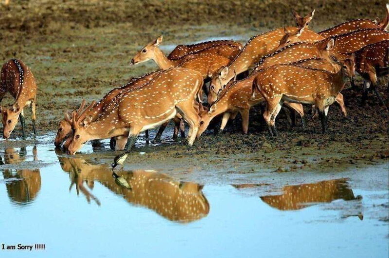 Ella: All Inclusive Yala Half Day Leopard Safari - Exclusive - The Return Journey and Practical Details