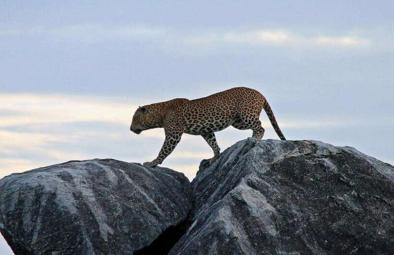 Ella: Transfer to Tangalle/Mirissa/Galle & Yala Safari Tour - Who Should Consider This Tour?