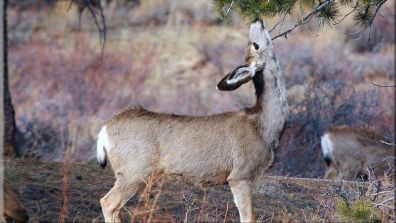 Estes Park: Bear Lake Corridor Tour - The Itinerary Breakdown: What to Expect