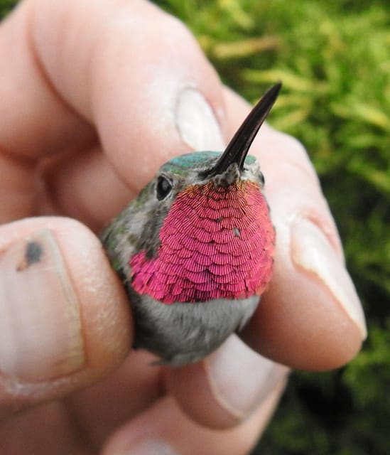 Estes Park: Birds of Colorado Speaker Series - Analyzing the Cost and Experience