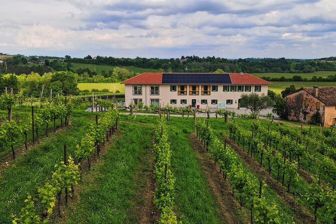 Exclusive Tour of the Vineyards with Visit to the Cellar! - Tasting the Wines — A Delicious Showcase