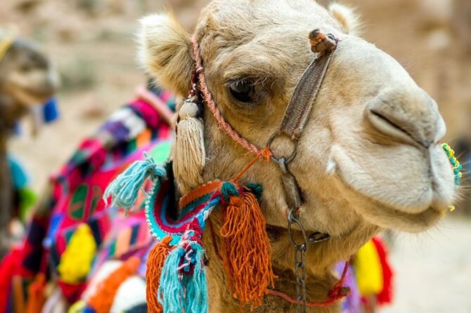 Fethiye Camel Riding at Gosht Town - Who Will Enjoy This?