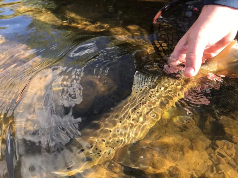Fly Fish Utah Blue Ribbon Trout Waters - The Quality of the Experience