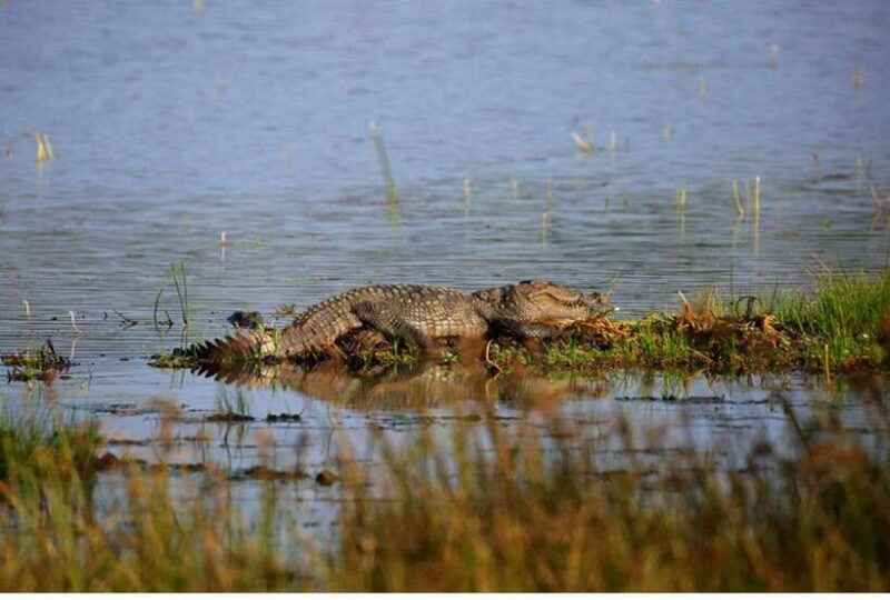 From Anuradhapura: All Inclusive Full Day Safari at Wilpattu - What Makes Wilpattu’s Safari Stand Out?