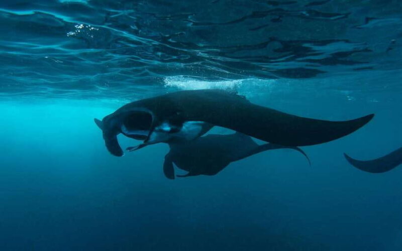 From Bali: Nusa Penida Private Snorkeling Tour with Lunch - The Experience from the Reviews
